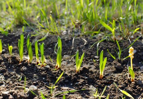 Seed Sprouting Into Young Plants In Different Stages Stock Illustration