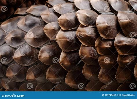 Close Up Photo Of Pangolin Scales Texture Background Stock Illustration