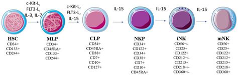 Nk Cells—the Immune System Against Glioblastoma Encyclopedia Mdpi