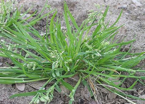 13 Common Weeds That Look Like Grass In Your Lawn