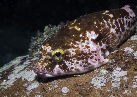 Rocksucker Or Giant Clingfish Stock Image Image Of Macro Wildlife