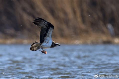 鹗（pandion Haliaetus）是鹰形目鹗科鹗属的鸟类，又名鱼鹰鹗鸟类沙河水库鸟鱼鹰新浪新闻