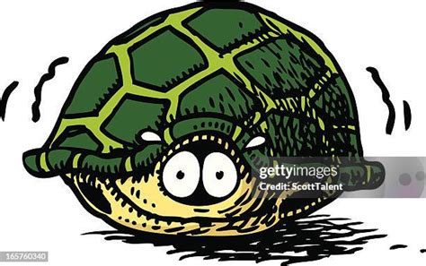 Cartoon Turtle Drawings High Res Illustrations Getty Images