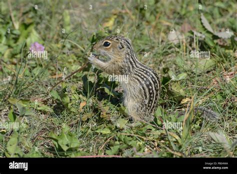 Thirteen Lined Ground Squirrel Ictidomys Tridecemlineatus Alberta