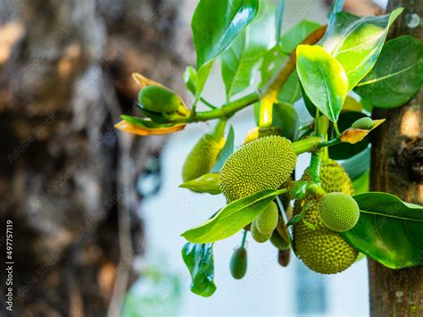 Small Jackfruit Growing On The Tree Jackfruit Is Delicious Sweet Fruit
