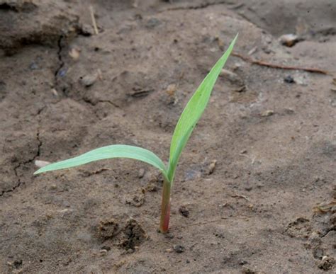 Johnsongrass Grow Native