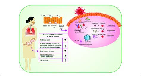 Schematic Representation Showing The Protective Effects Of Estrogen