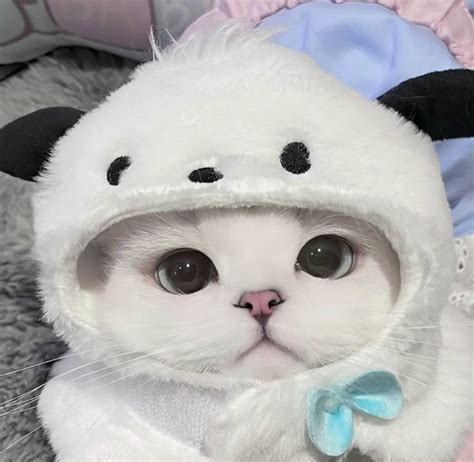 Pin Di Cat Pfp Matching