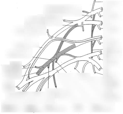 Diagram Of Pracs Brachial Plexus Quizlet Diagram Of Pracs Brachial Plexus Quizlet