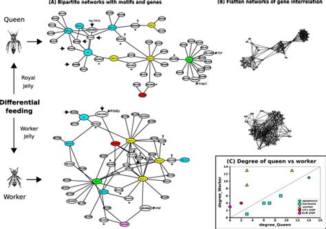 Networks Depicting Putative Gene Interactions Based On The Occurrence Download Scientific