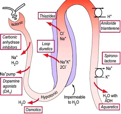 2 Diuretic Sites Of Actions Along The Renal Tubule Image From 303