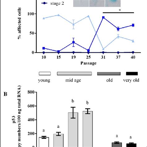 Cellular Senescence A Beta Galactosidase Sabeta Gal Activity Download Scientific Diagram