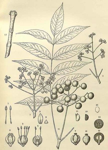 Phellodendron Huang Bai Free Medicinetraditions Medicine Traditions