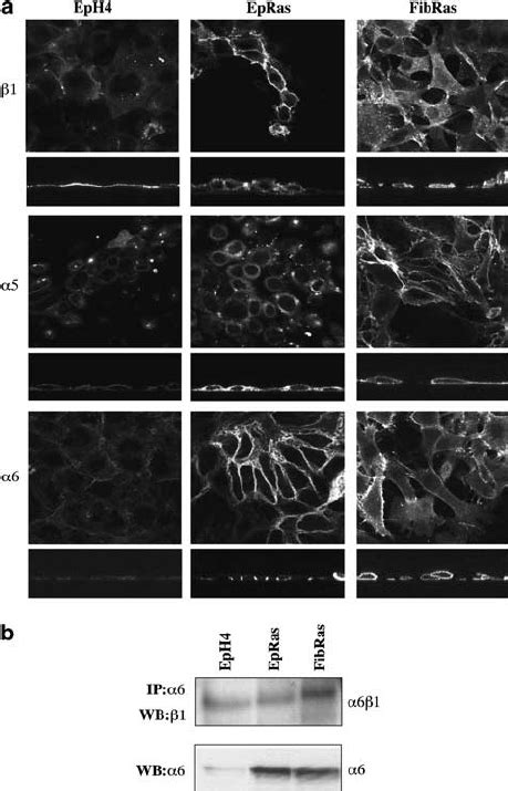Subcellular Localization And Polarized Vs General Plasma Membrane Download Scientific Diagram