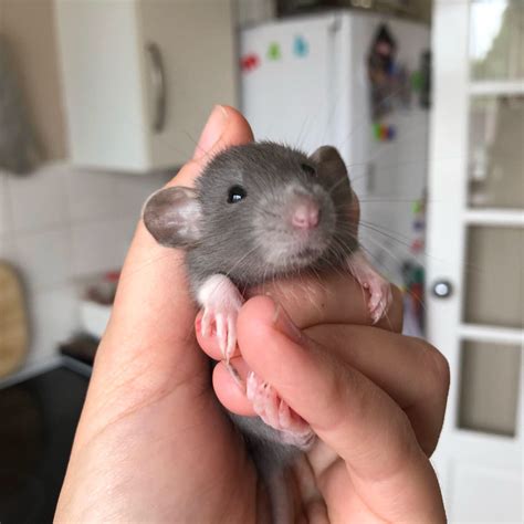 Previous Bb Rat Pups Bosworth Blues Rattery