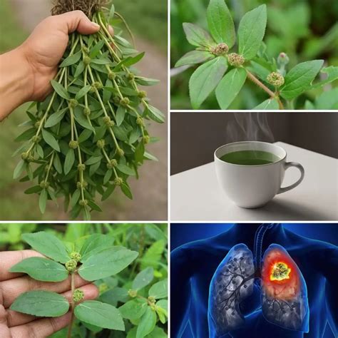 Euphorbia Hirta Natures Hidden Gem For Wellness