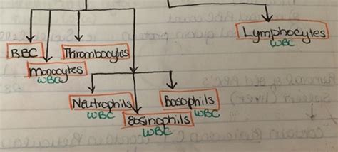 Lab Lecture 4 Flashcards Quizlet