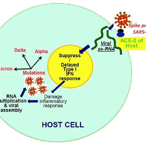 Sars Cov 2 Virus Interaction With Host Cell Replication Mutations