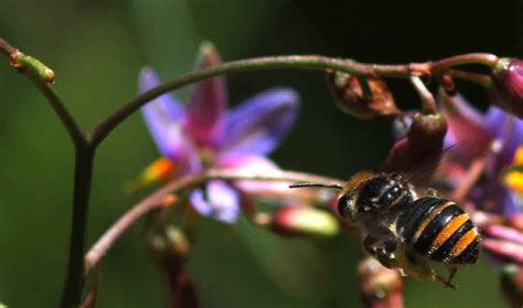 18 A Green And Gold Nomia Lipotriches Australica Flying Towards A