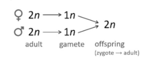 Chapter 6 Flashcards Quizlet