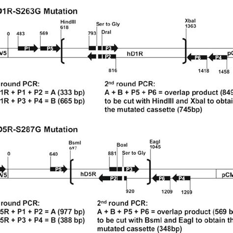 general scheme for creating single point mutations using pcr based