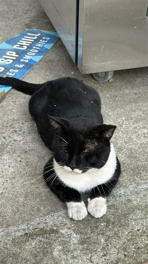 Help I Am Trapped In An Abusive Relationship With A Cat Album