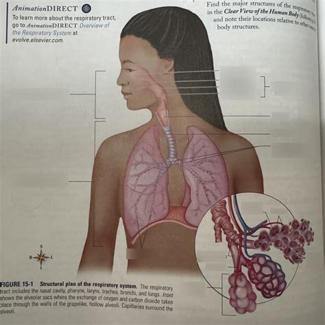 Bsf Respiratory System Structural Plan Of The Respiratory System