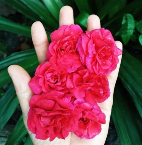 Shwe Khing Orchids And Plant Shop