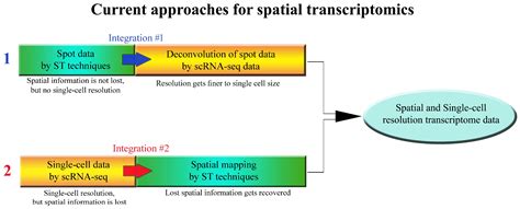 Advances And Challenges In Spatial Transcriptomics For Developmental