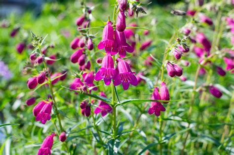 Penstemon Care Pruning And Growing Tips Uk