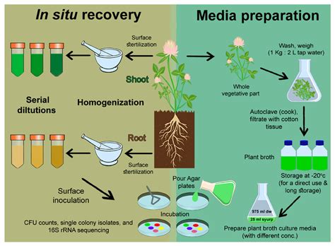 What Is Broth Culture In Microbiology At Leo Gilruth Blog