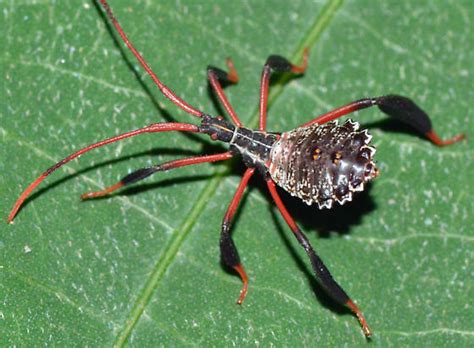 Acanthocephala Declivis Bugguide Net