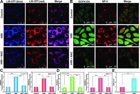 Real Time Fluorescence Imaging Of Onoo − O 2 •− And Viscosity In Download Scientific Diagram