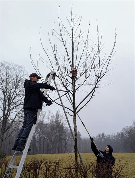 Pollarding London Plane Trees The Martha Stewart Blog
