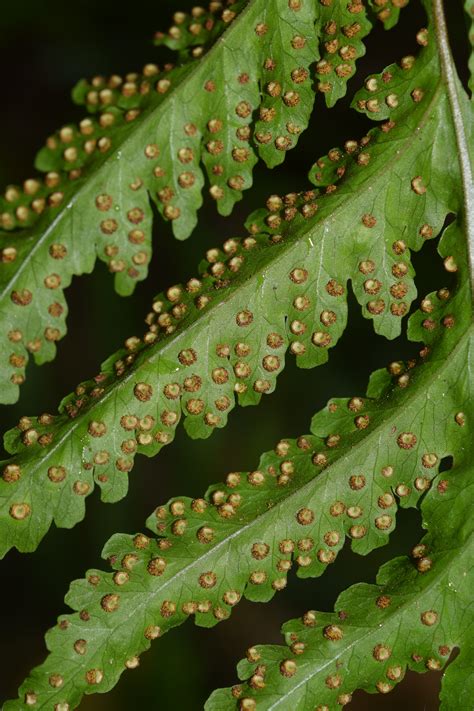 Tectaria Mexicana Ferns And Lycophytes Of The World