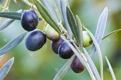 油橄榄树特写农业清新自然界的状态食品熟的绿橄榄植物乌榄