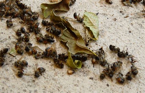 The Effects Of Declining Bee Populations Blog