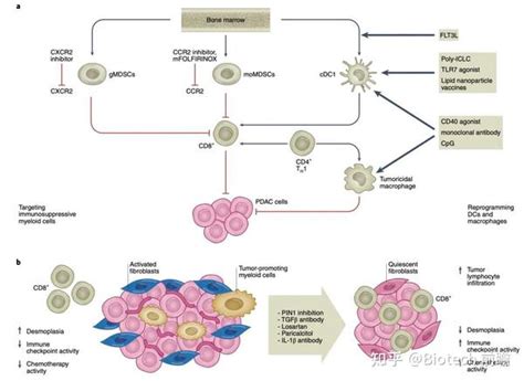 胰腺癌精准靶向治疗及免疫治疗进展 知乎