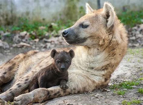 Mum And Cub Relaxing Scrolller