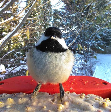 In Parts Of The Black Capped Chickadees Range With Very Cold Winters