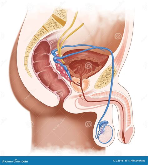 Male Reproductive System Diagram Side View