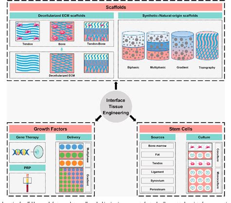 Figure 1 From Biomimetic Strategies For Tendon Ligament To Bone Interface Regeneration