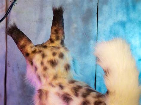 Loth Cat Hyperspace Props