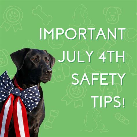 10 Best Pet Safety Tips For The Fourth Of July Equipaws Pet Services
