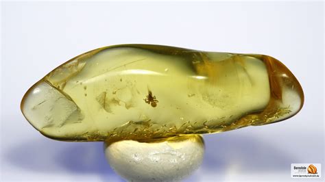 Kleine Spinne Als Inkluse Spinne Als Einschluss Im Baltischen Bernstein