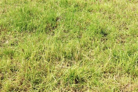 The Grass Week Drastic Dip In Growth But A Recovery Expected Free