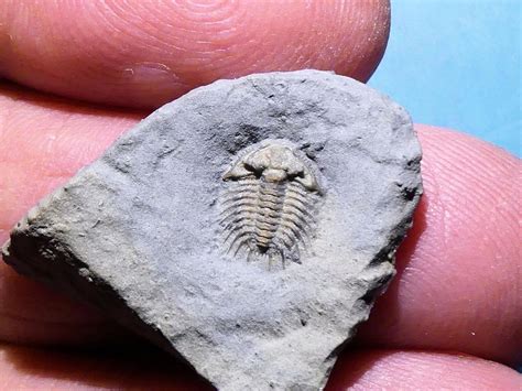 Beautifully Symmetrical Spiny Ordovician Trilobite Primaspis Crosotus
