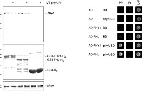 Light Regulated Interaction Of Fhl And Phya In Vitro And In Yeast A Download Scientific