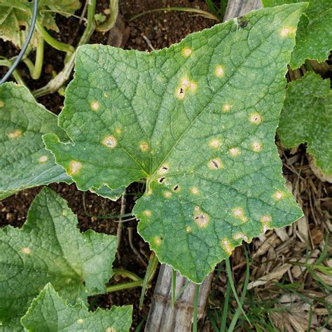 Identify And Control Anthracnose