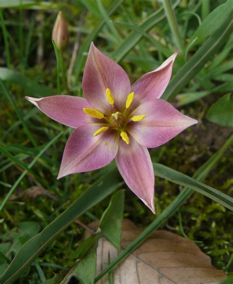 Are Bulbs Good For Pollinators Dyck Arboretum
